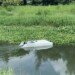 An AI-enabled robotic boat that collects marine plastic waste in rivers - Sustainable Avenue